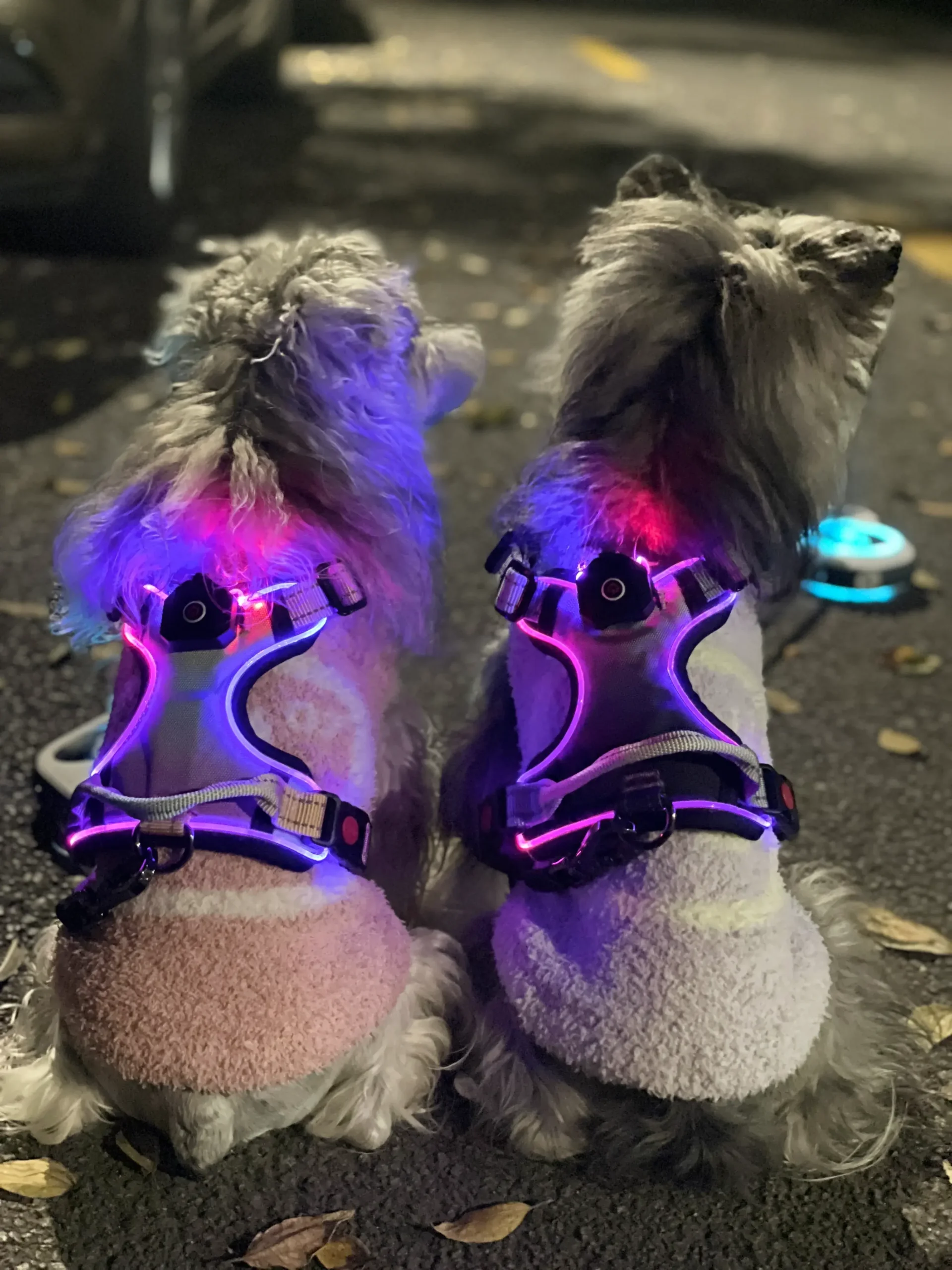 LED Dog Harness Manufacturer | QQPETS